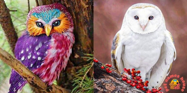 250+ Famous Owl Names with Meanings - Best Names Ideas