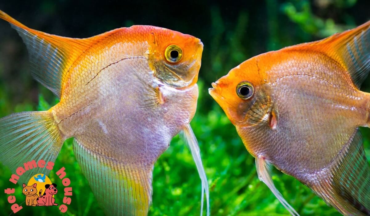 250+ Cool and Catchy Fish Names by Species with Meanings