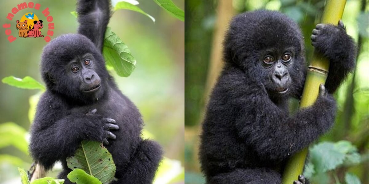 650+ Famous and Catchy Gorilla Names with Meanings