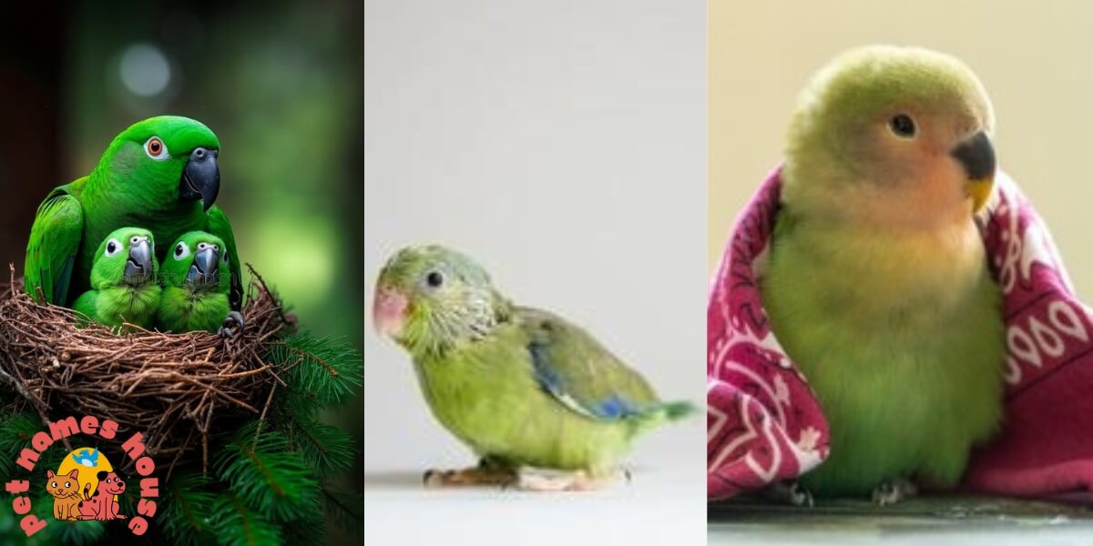 300+ Cool and Catchy Parrot Names with Meanings