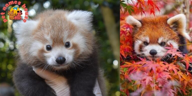 350+ Catchy and Cute Red Panda Names With Meanings