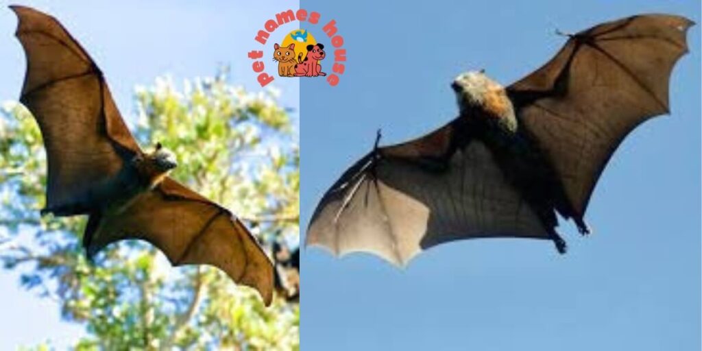 400+ Cute and Catchy Bat Names with Meanings