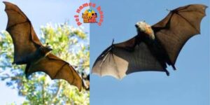 400+ Cute and Catchy Bat Names with Meanings