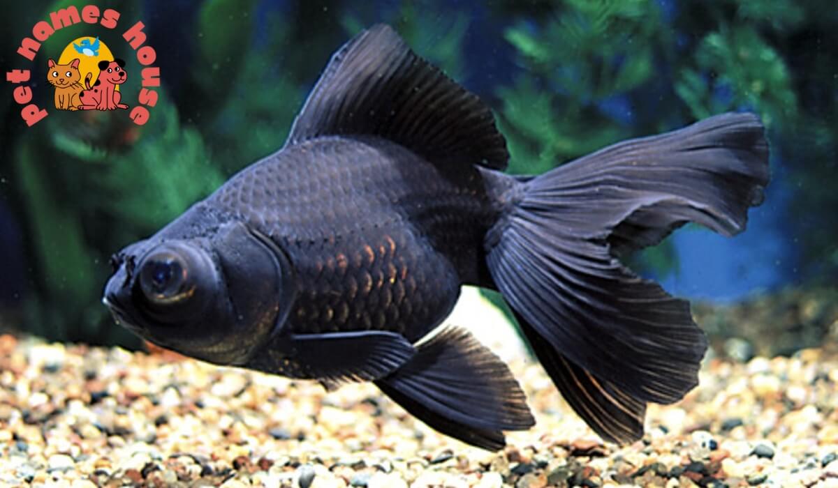 250+ Cute and Cool Goldfish Names with Meanings