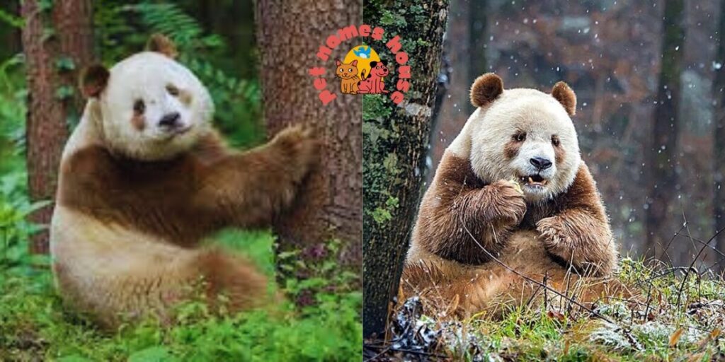 300+ Cute and Catchy Panda Names With Meanings