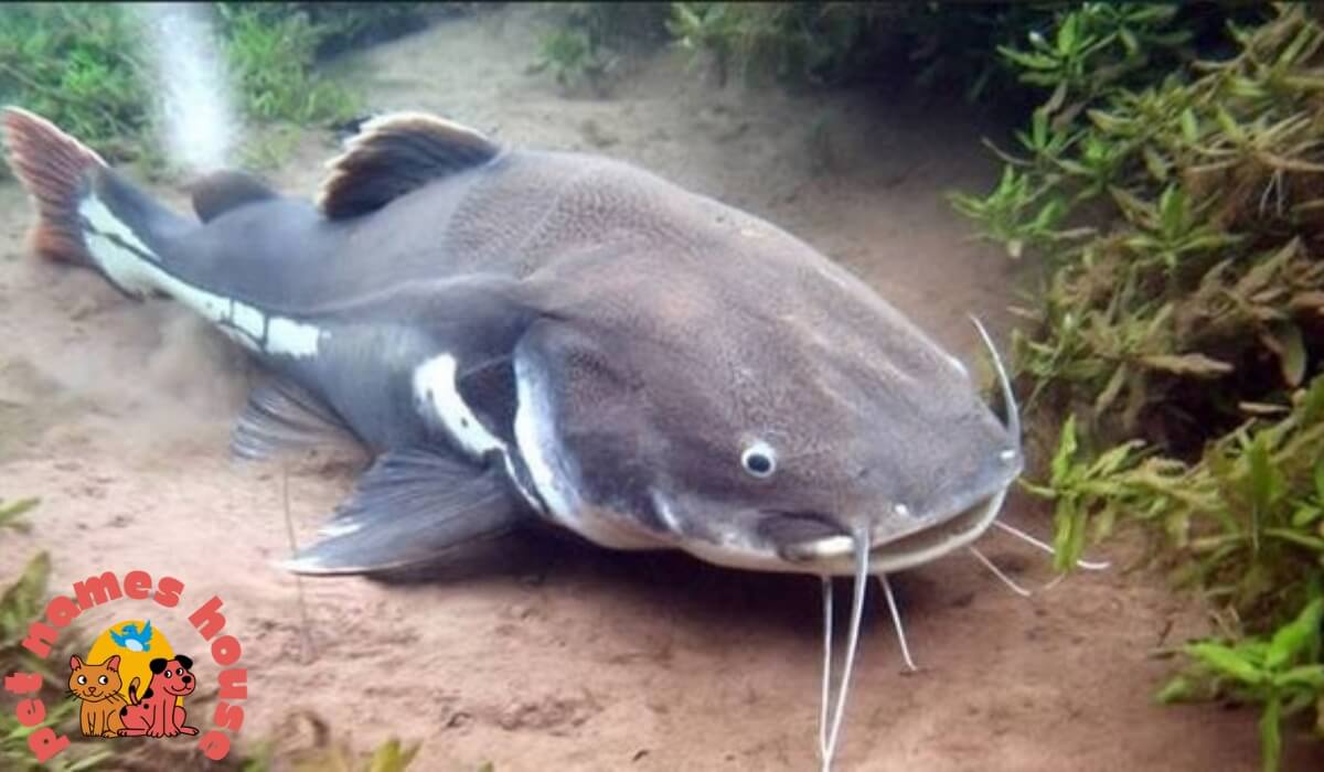 250+ Cool and Catchy Fish Names by Species with Meanings