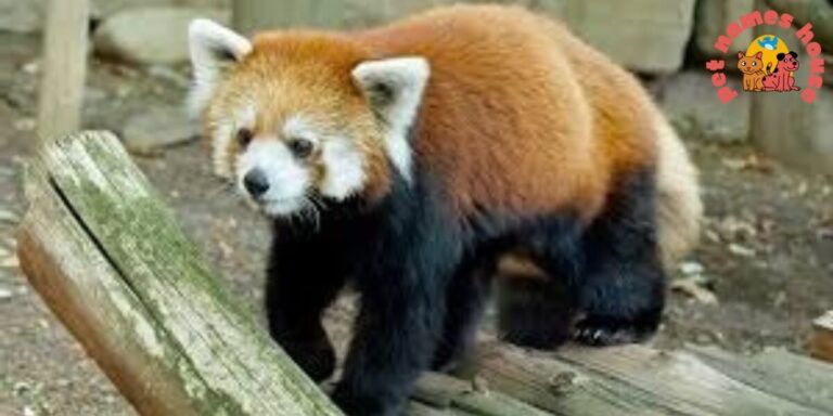 350+ Catchy and Cute Red Panda Names With Meanings