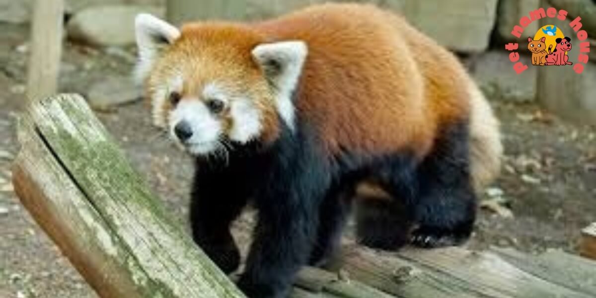 350+ Catchy and Cute Red Panda Names With Meanings