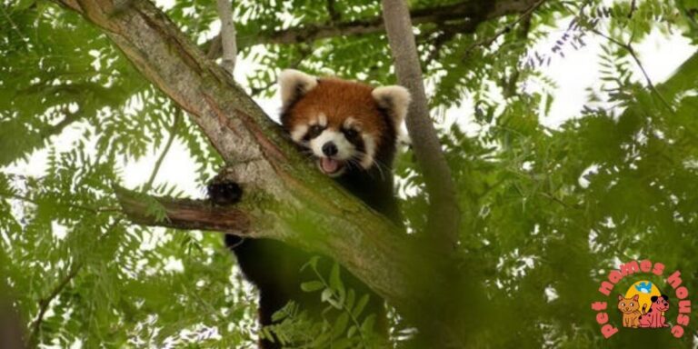 350+ Catchy and Cute Red Panda Names With Meanings