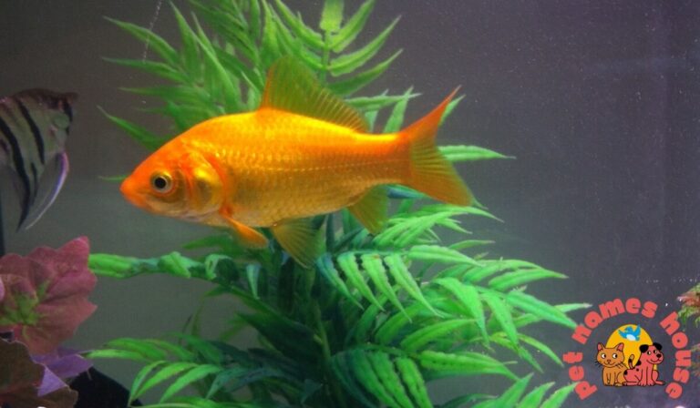 250+ Cute and Cool Goldfish Names with Meanings
