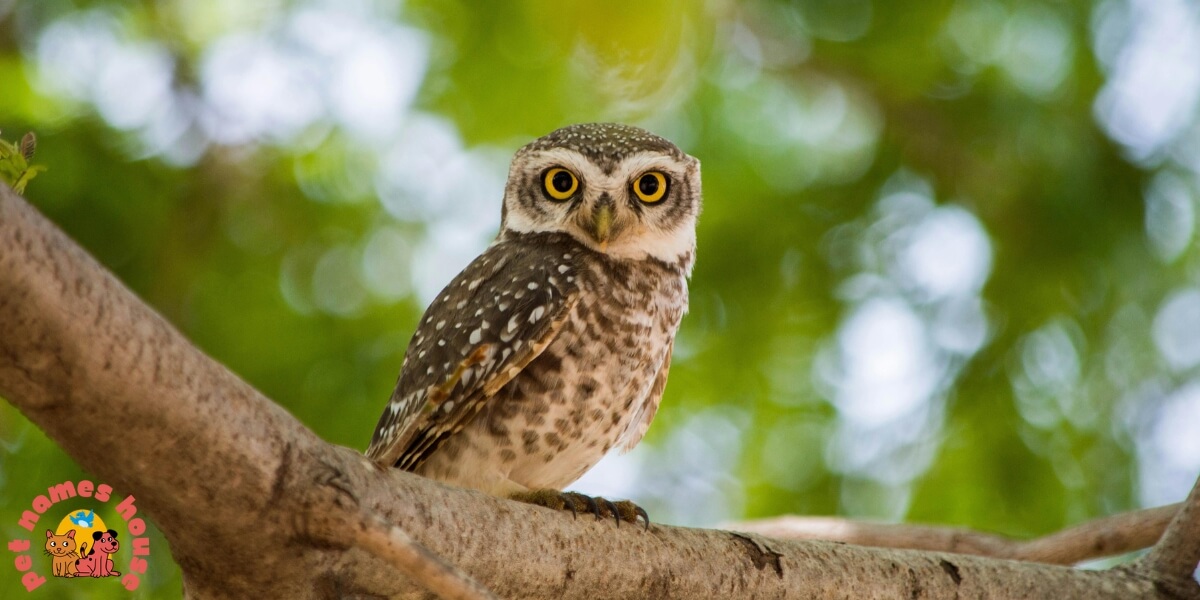 250+ Fantasy and Famous Owl Names with Meanings