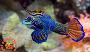 250+ Cute and Unique Pet Fish Names with Meanings