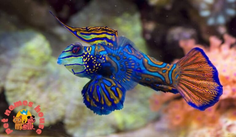 250+ Cute and Unique Pet Fish Names with Meanings