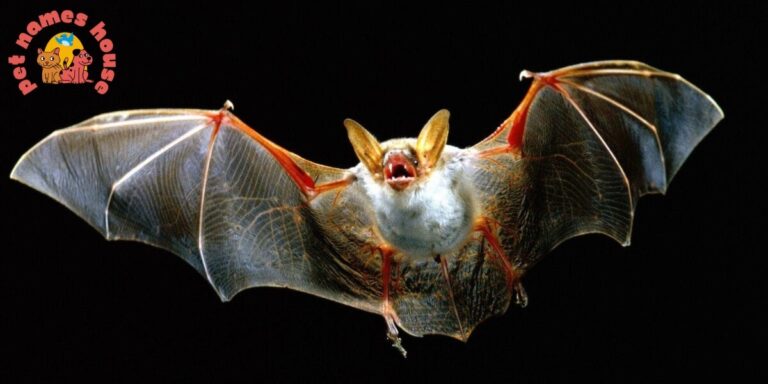 400+ Cute and Catchy Bat Names with Meanings