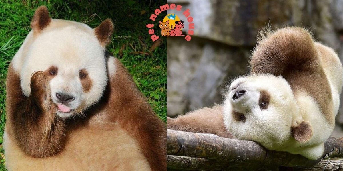 250+ Catchy and Rare Brown Panda Names With Meanings