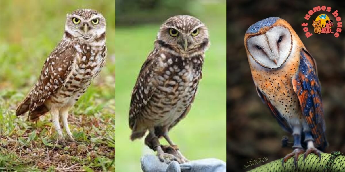 250+ Fantasy and Famous Owl Names with Meanings