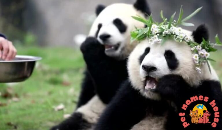 300+ Cute and Catchy Panda Names With Meanings