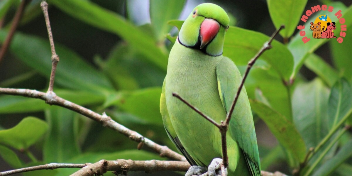 300+ Cool and Catchy Parrot Names with Meanings