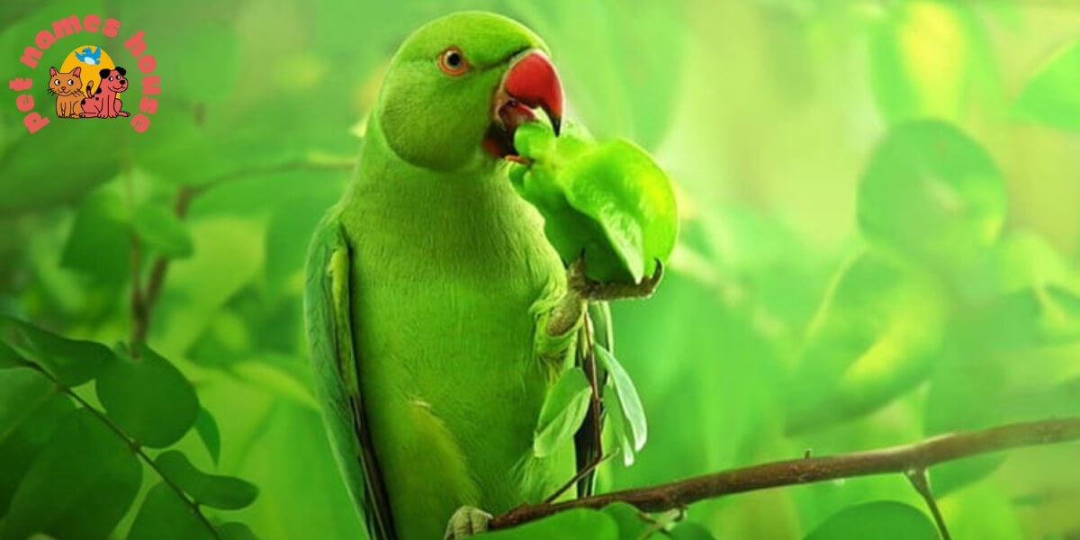 300+ Cool and Catchy Parrot Names with Meanings