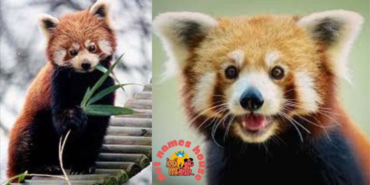 350+ Catchy and Cute Red Panda Names With Meanings