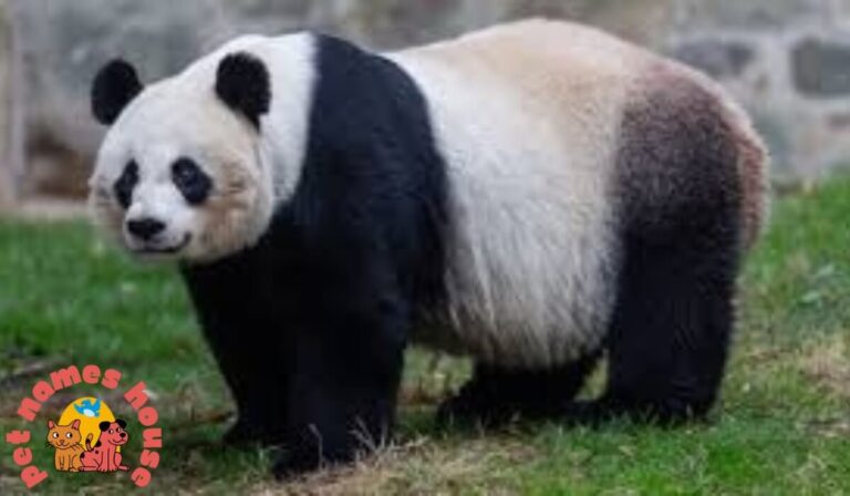 300+ Cute and Catchy Panda Names With Meanings
