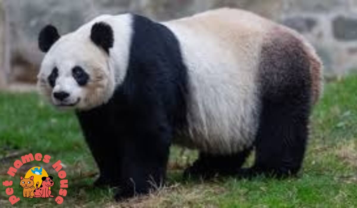 300+ Cute and Catchy Panda Names With Meanings