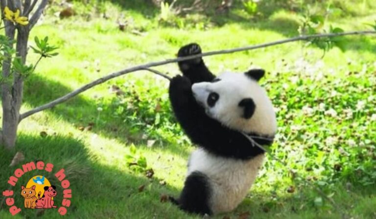 300+ Cute and Funny Panda Names With Meanings