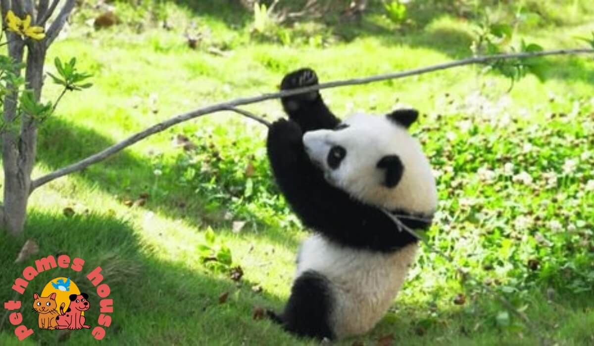 300+ Cute and Catchy Panda Names With Meanings