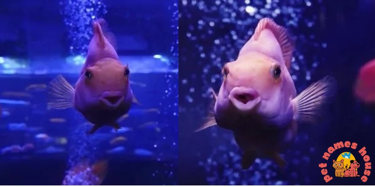 400+ Catchy and Unique Pink Fish Names with Meanings