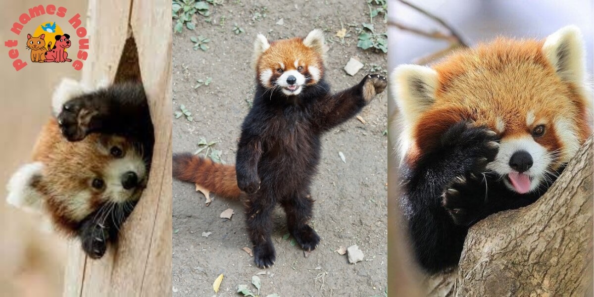 350+ Catchy and Cute Red Panda Names With Meanings