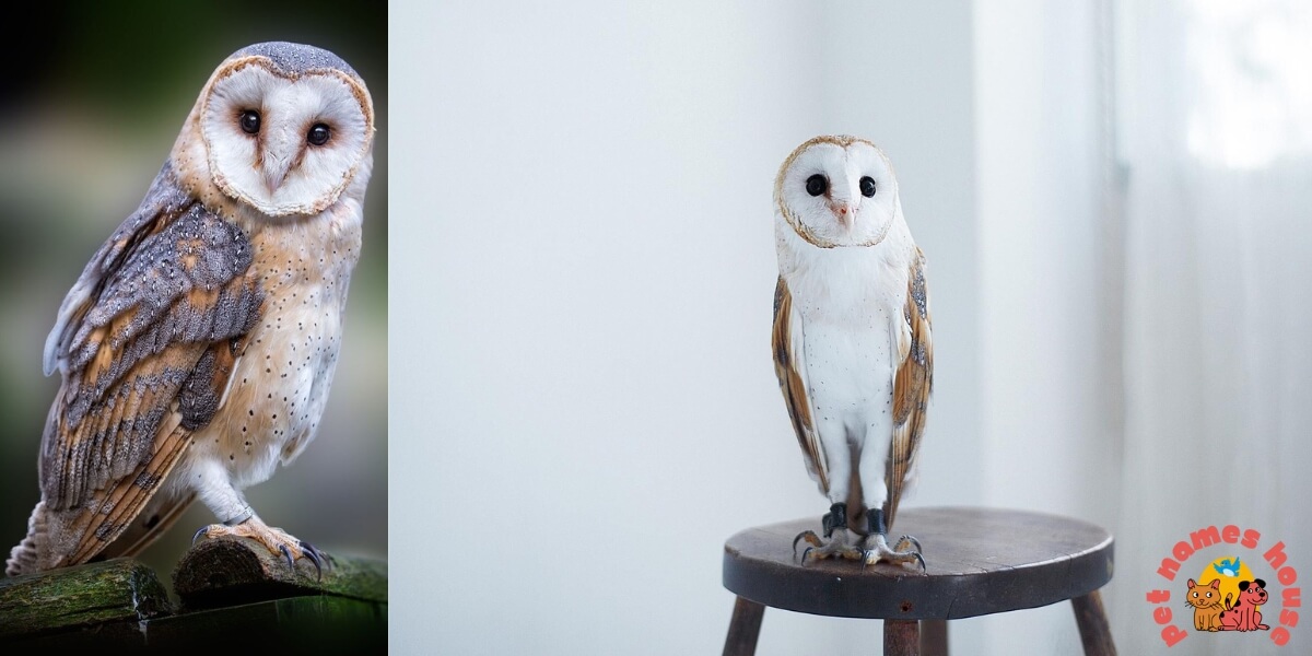 250+ Fantasy and Famous Owl Names with Meanings