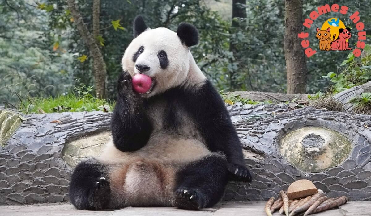 300+ Cute and Funny Panda Names With Meanings