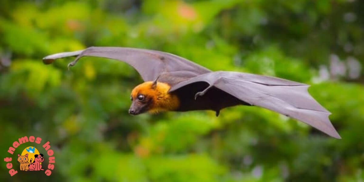 400+ Cute and Catchy Bat Names with Meanings
