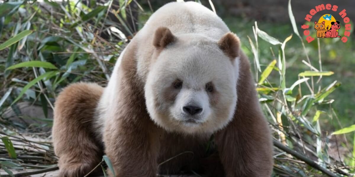 250+ Catchy and Rare Brown Panda Names With Meanings