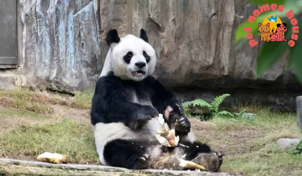 300+ Cute and Catchy Panda Names With Meanings