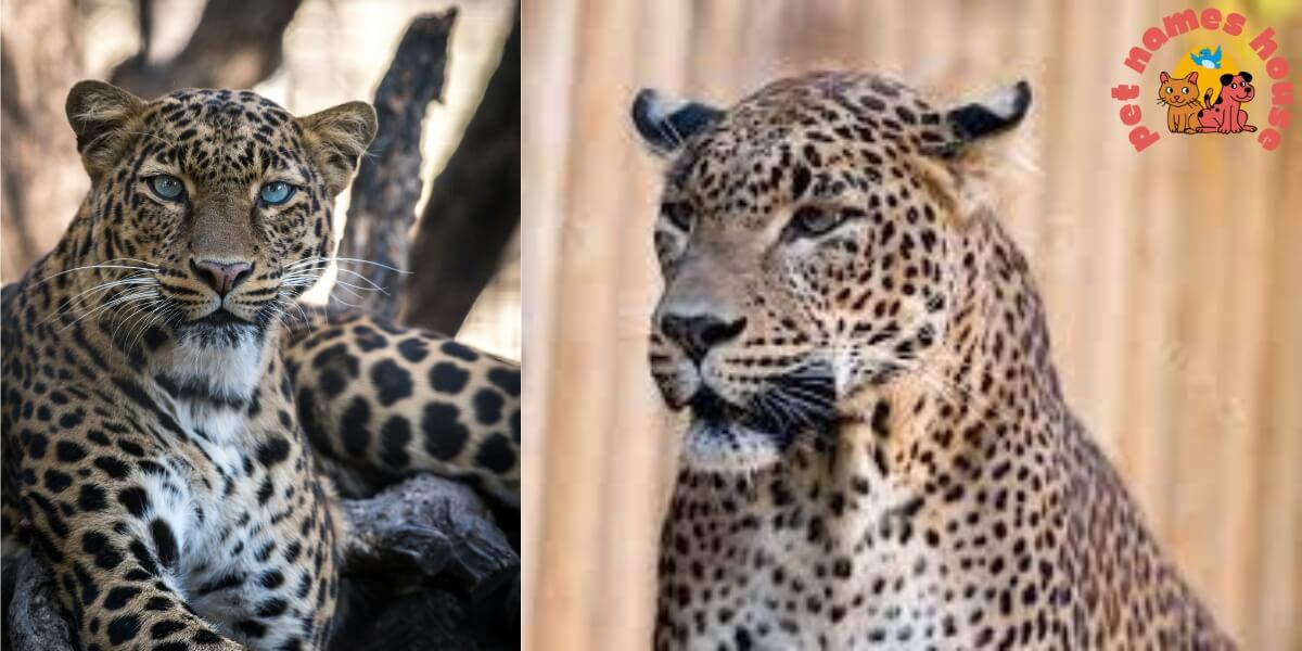 300+ Badass and Catchy Panther Names with Meanings