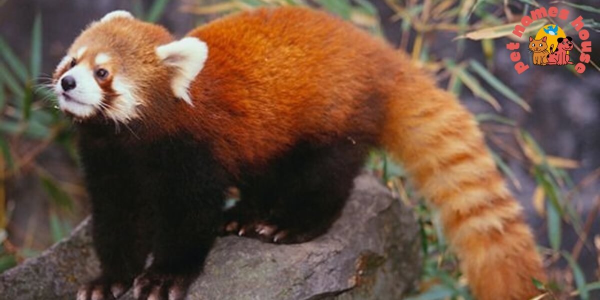 350+ Catchy and Cute Red Panda Names With Meanings
