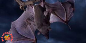 400+ Cute and Catchy Bat Names with Meanings