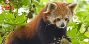 350+ Catchy and Cute Red Panda Names With Meanings