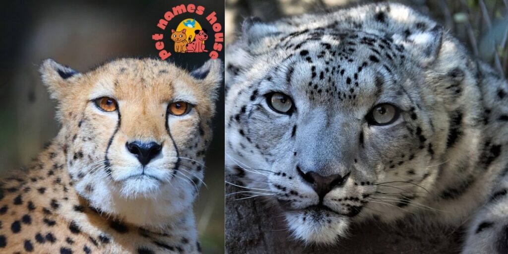 350+ Catchy and Cute Red Panda Names With Meanings