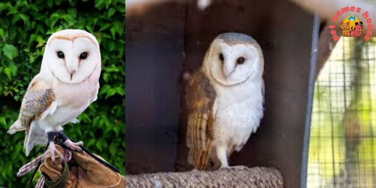 250+ Fantasy and Famous Owl Names with Meanings