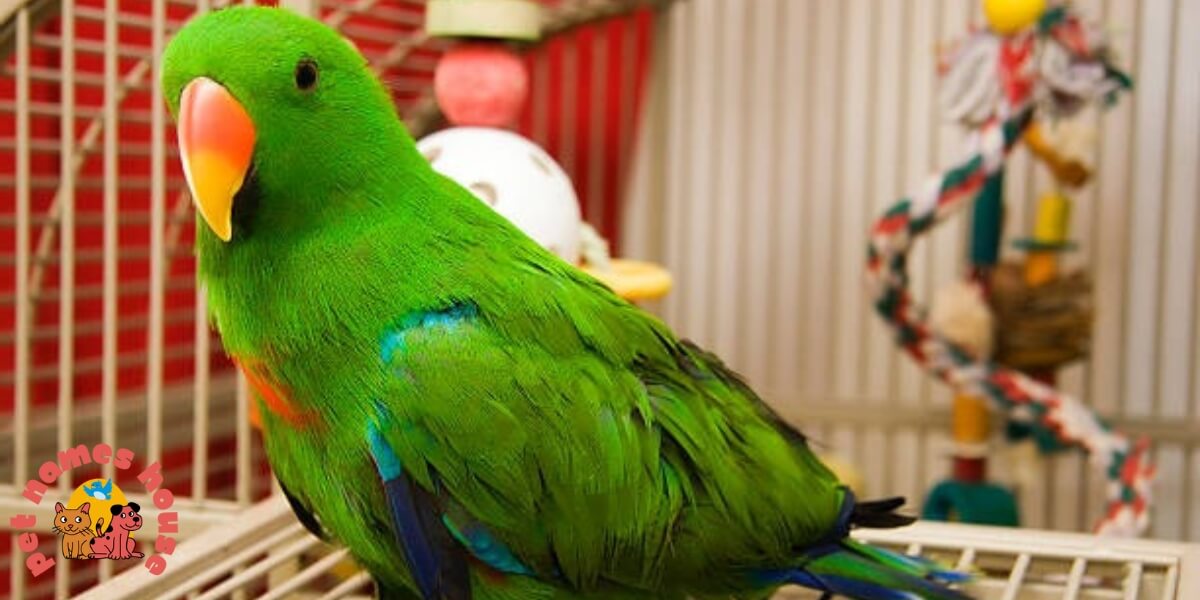 300+ Cool and Catchy Parrot Names with Meanings