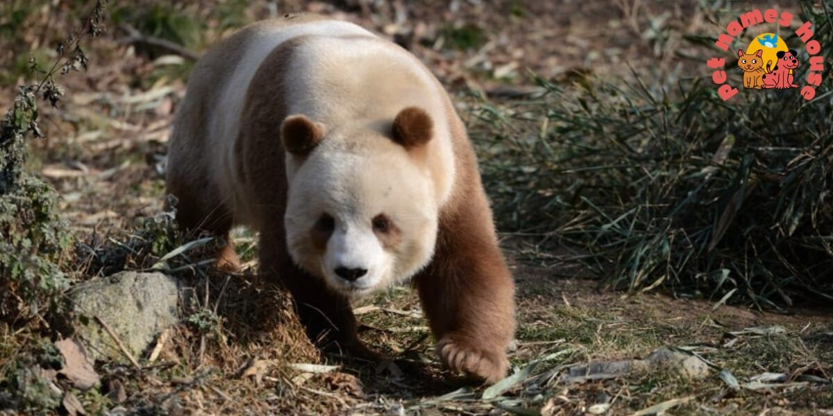 250+ Catchy and Rare Brown Panda Names With Meanings