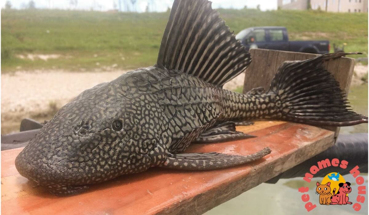 250+ Cool and Catchy Fish Names by Species with Meanings