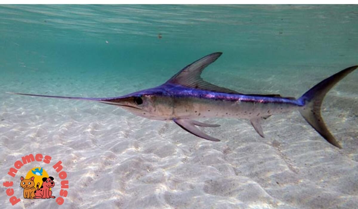 250+ Cool and Catchy Fish Names by Species with Meanings