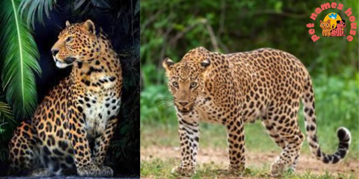 300+ Badass and Catchy Panther Names with Meanings