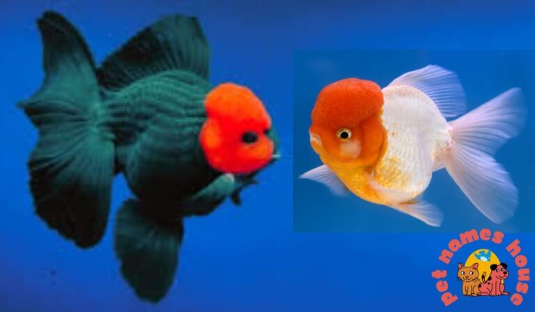 250+ Cute and Cool Goldfish Names with Meanings