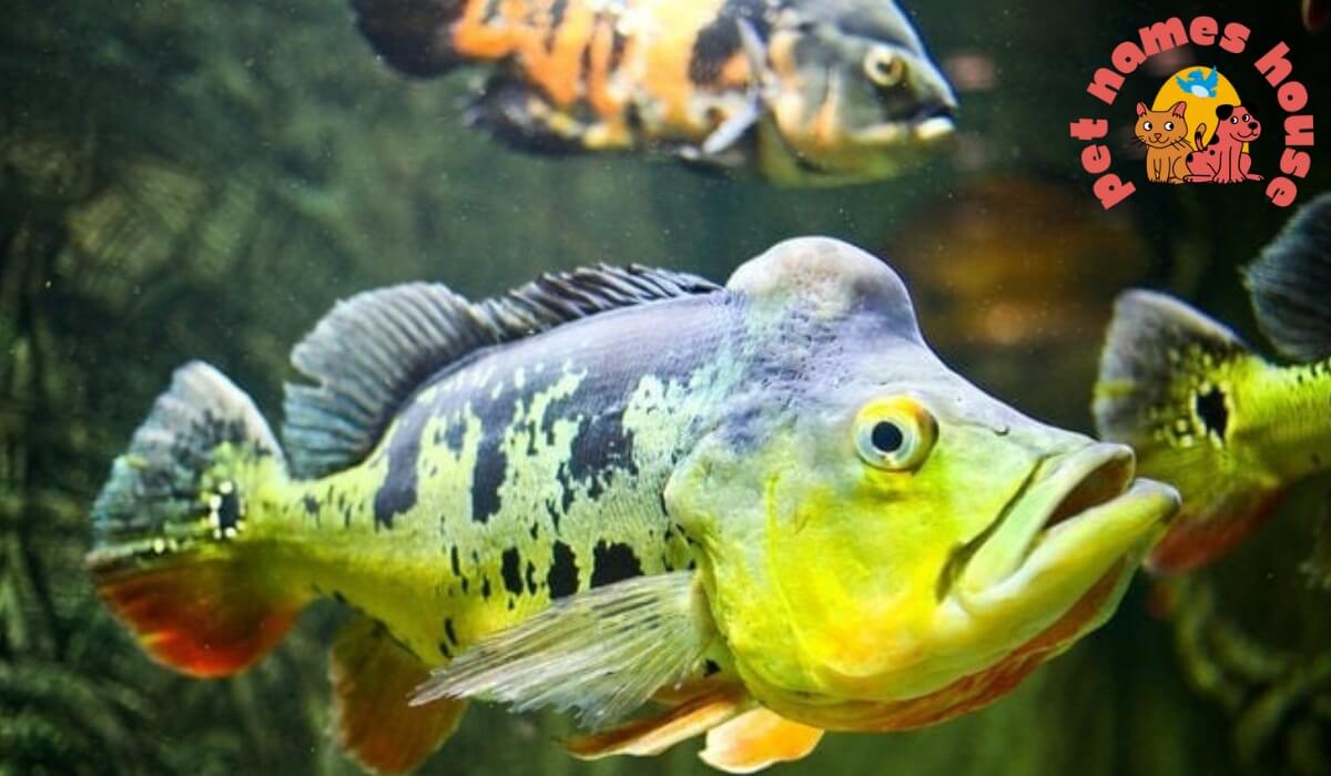 250+ Cool and Catchy Fish Names by Species with Meanings