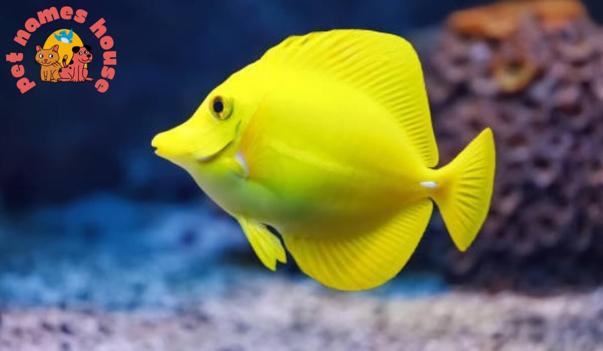 250+ Cute and Unique Pet Fish Names with Meanings