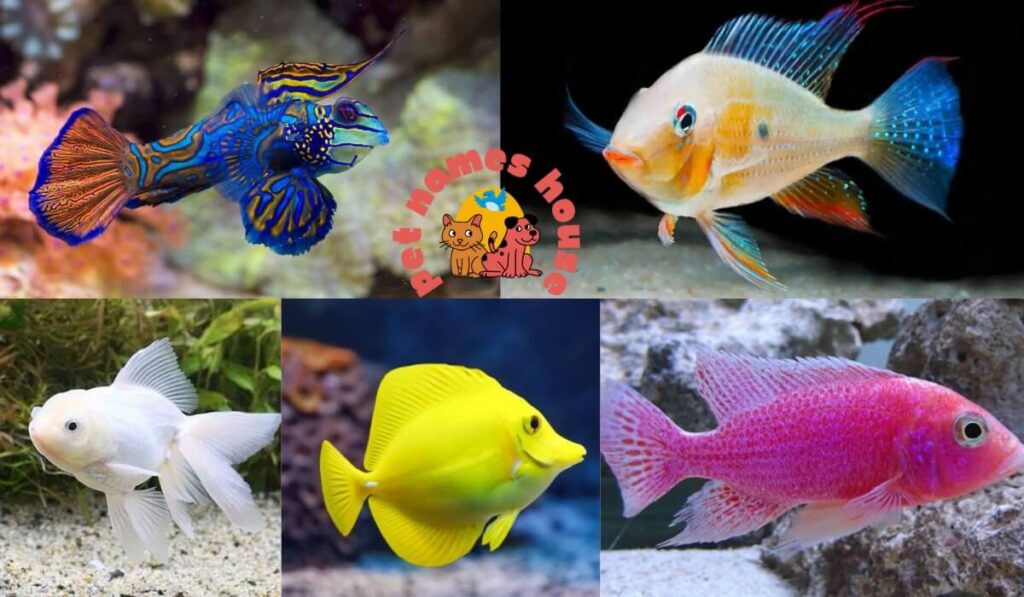 250+ Cute and Unique Pet Fish Names with Meanings